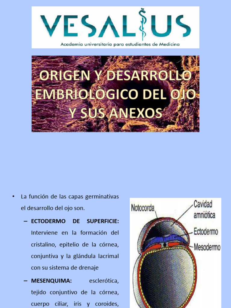 3er Ciclo Embriologia 4ta Semana | PDF | Ojo humano | Epitelio