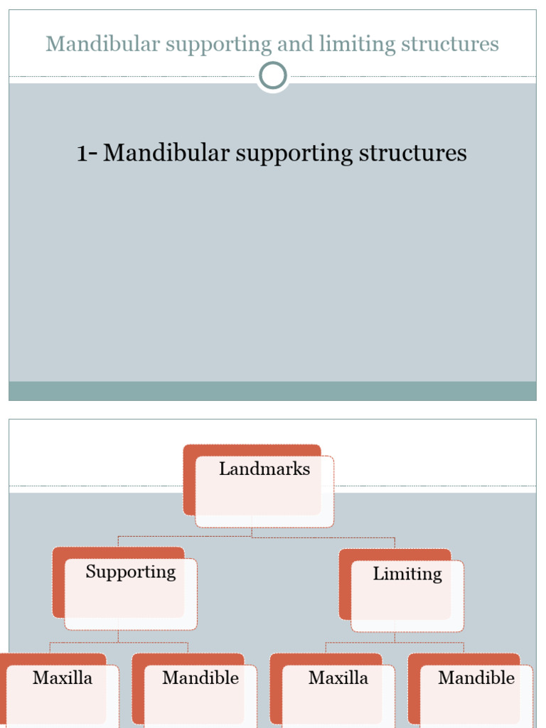 نسخة Dr.magda - Mandibular Supporting and Limiting Structures | Download Free PDF | Lip | Tongue
