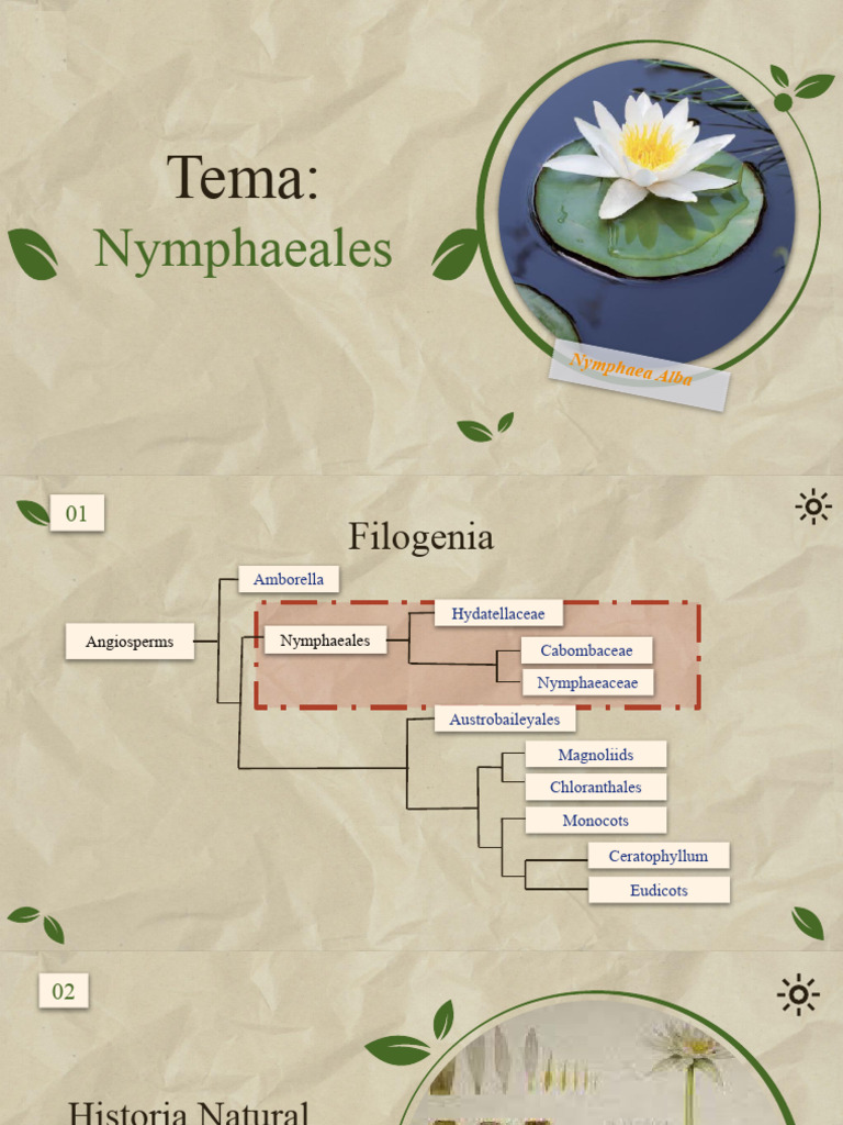 Historia y Diversidad de Nymphaeales | PDF | Organismos | Botánica