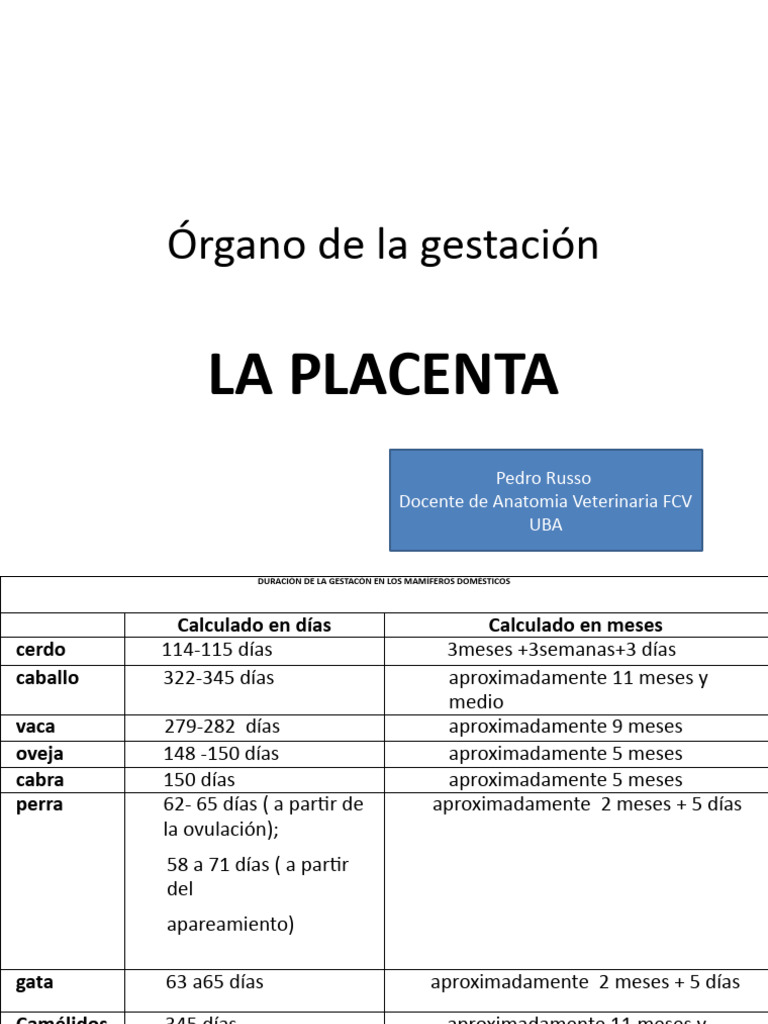 Ánatomía de La Placenta de Los Mamiferos Domésticos | PDF | Placenta ...