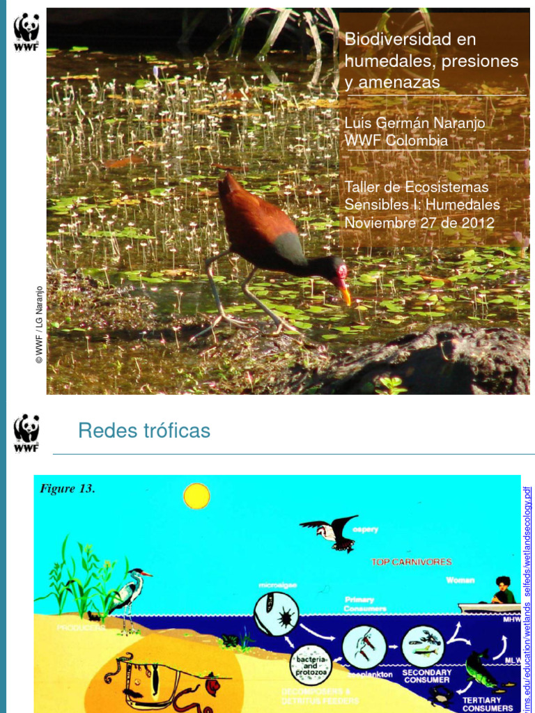 Biodiversidad en Humedales LG Naranjo | PDF | Humedal | Ecosistema