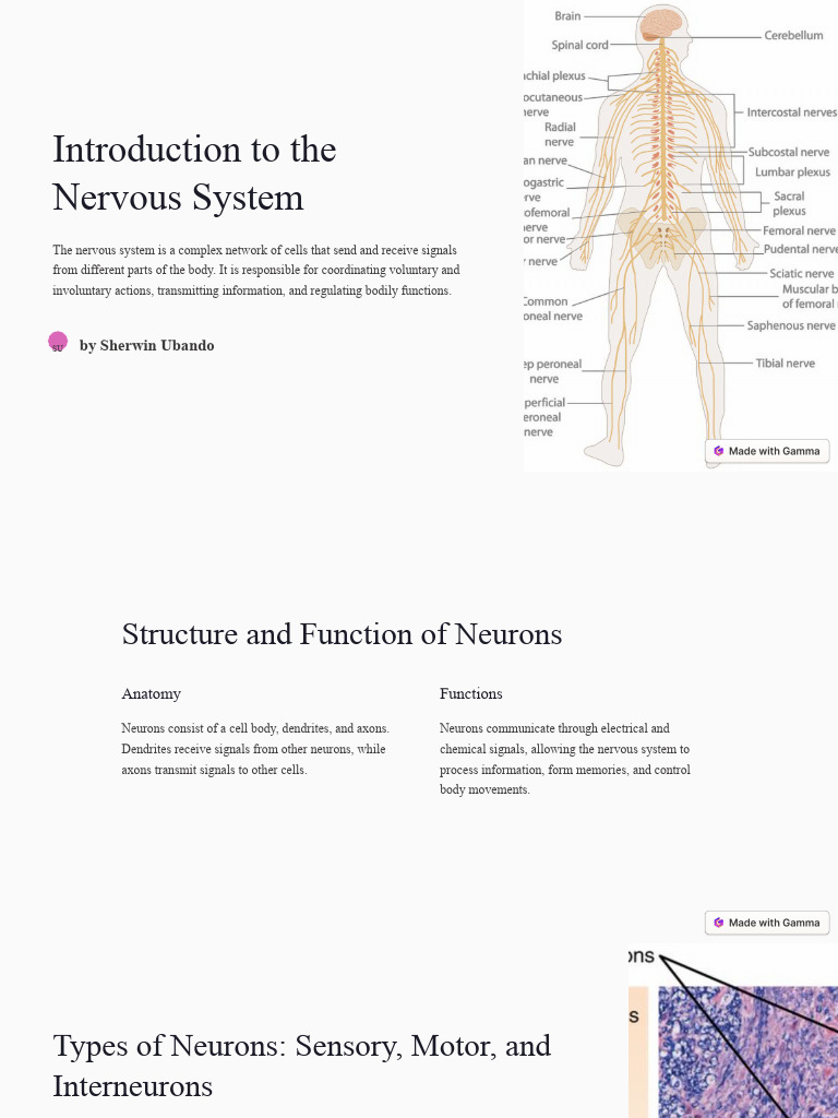 Introduction To The Nervous System | PDF | Central Nervous System ...