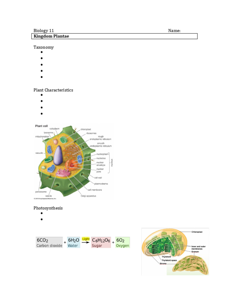 Kingdom Plantae Notes | PDF