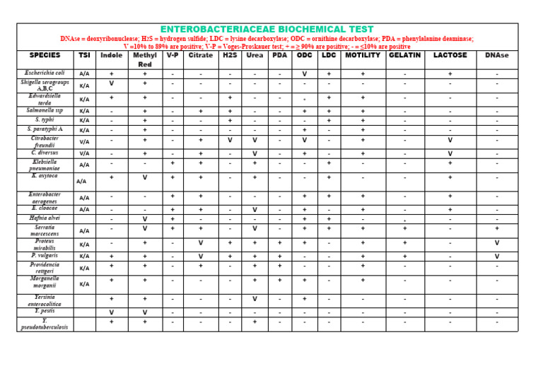 Enterobacteriaceae Biochemical Test | PDF | Bacteria | Organisms