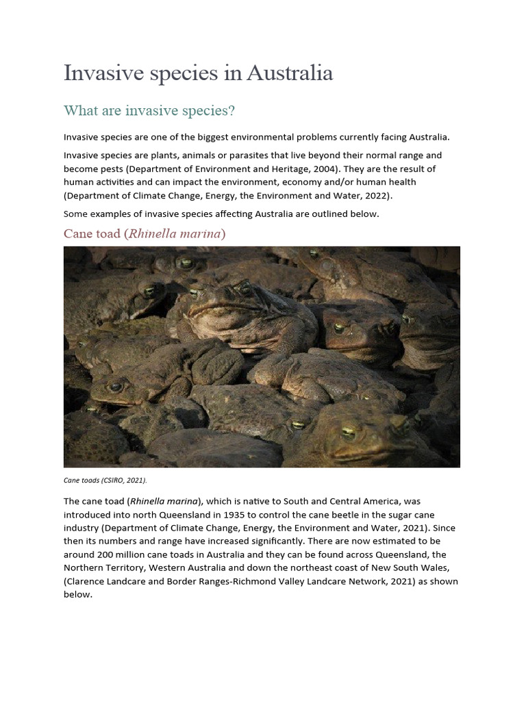 Invasive Species in Australia | PDF | Invasive Species | Introduced Species
