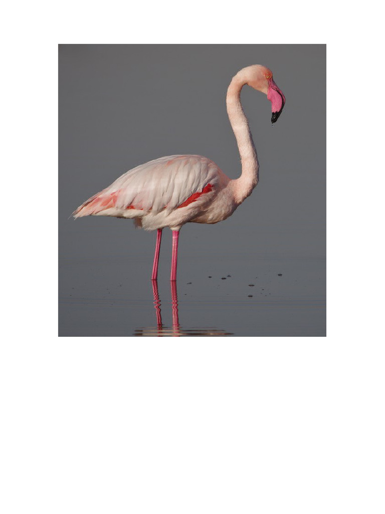 Flamingo | PDF