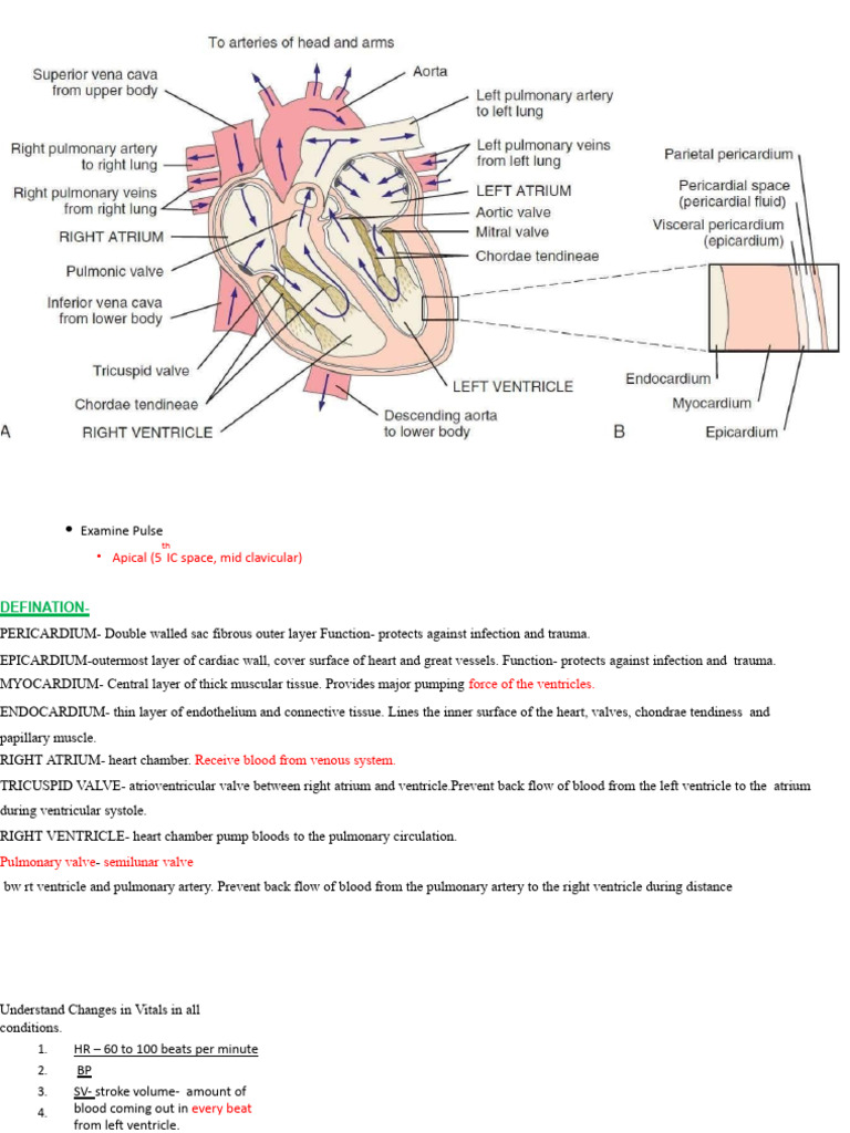 Cardiac Basics Student Copy. | PDF | Ventricle (Heart) | Diastole