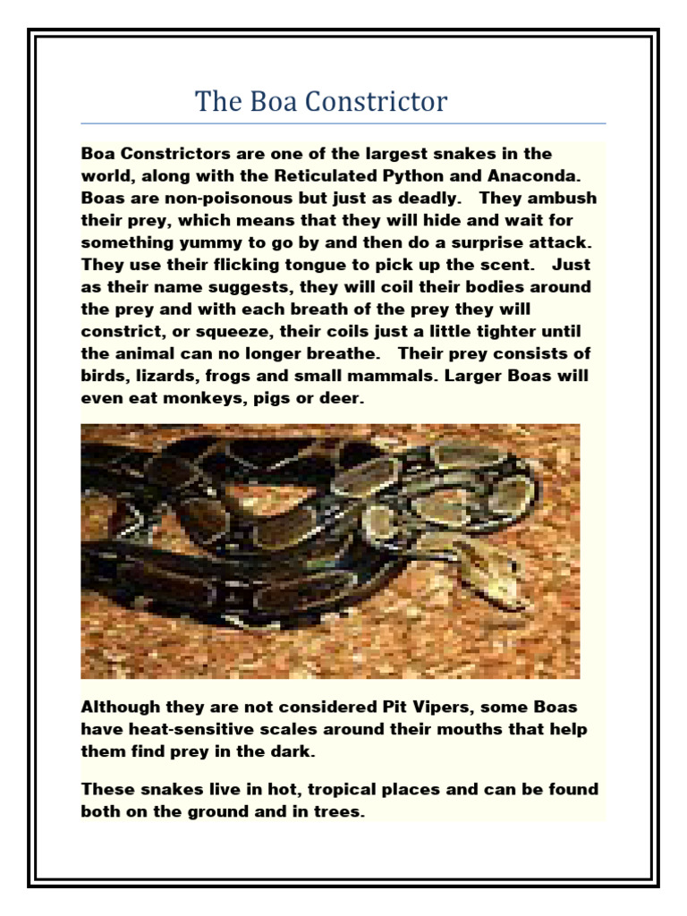 The Boa Constrictor | PDF