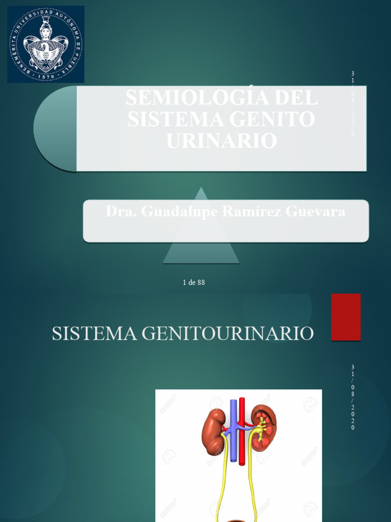 Semiología Del Sistema Genito Urinario | PDF | Labios | Vagina