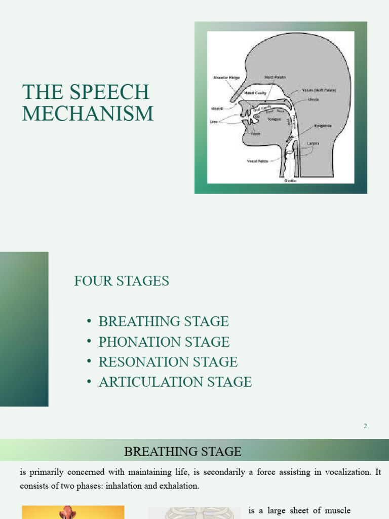 Speech Mechanism | PDF | Larynx | Human Nose