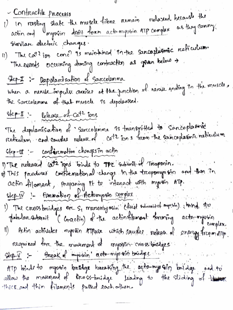 Contractile Process PDF
