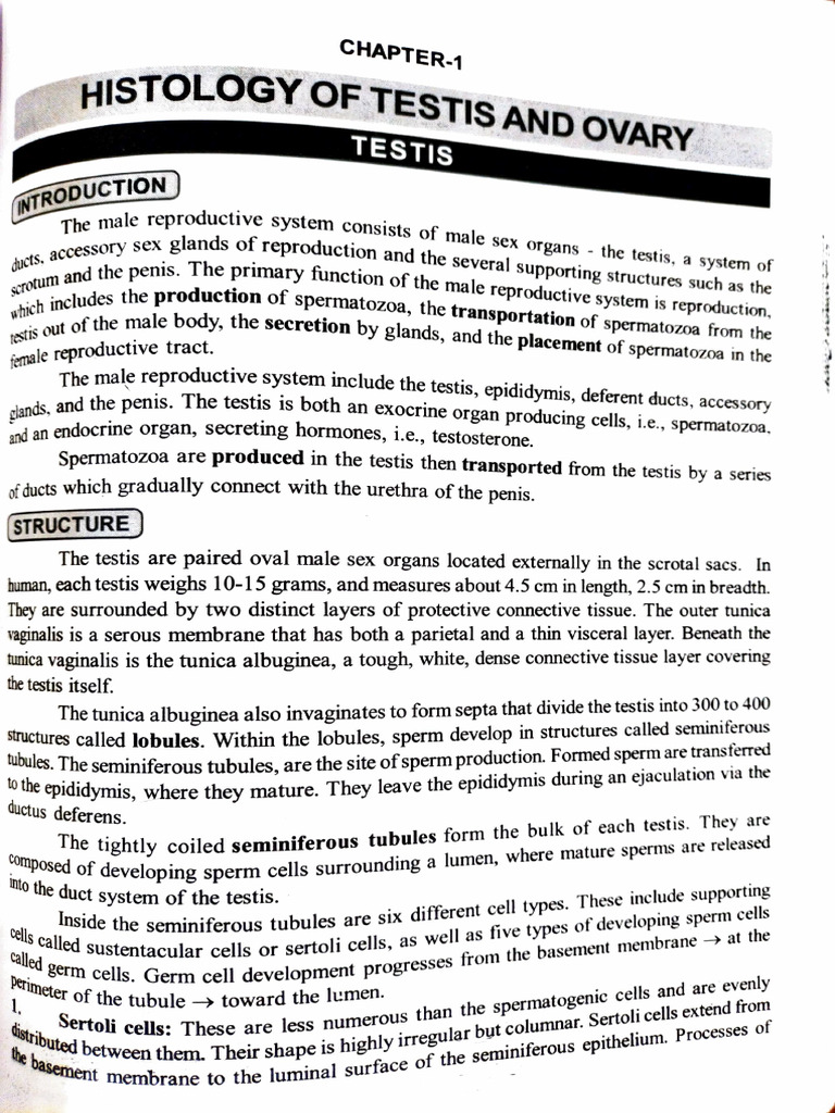 Physiology Of Male Reproduction Pdf Testicle Ovary