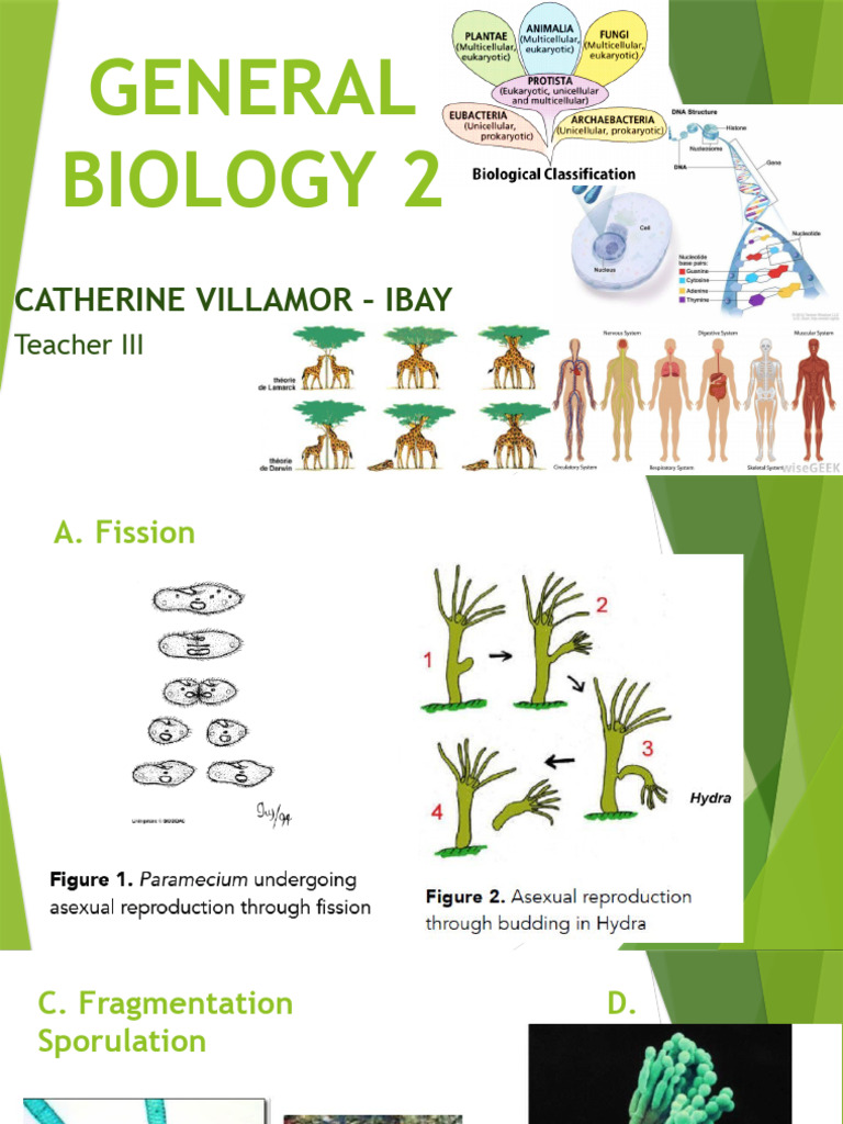 Sexual vs. Asexual Reproduction Explained | PDF | Sexual Reproduction ...