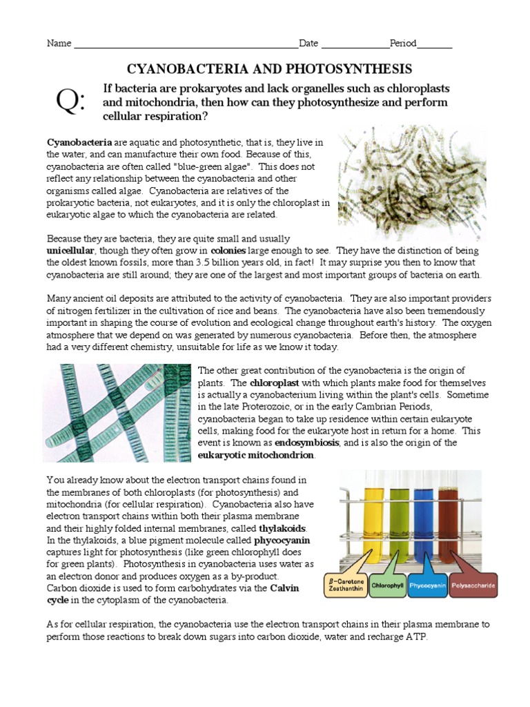Cyanobacteria: Photosynthesis Explained | PDF | Cyanobacteria ...