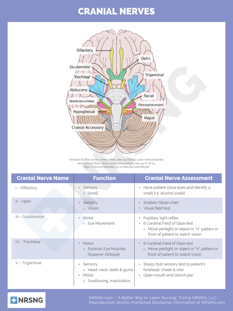 Cs Neuro 016 Cranial - Nerves | Download Free PDF | Human Anatomy ...
