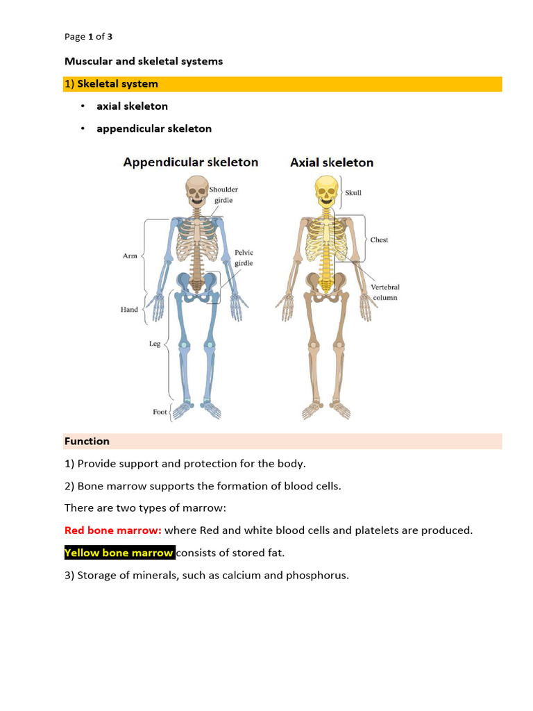 Muscular and skeletal systems | PDF