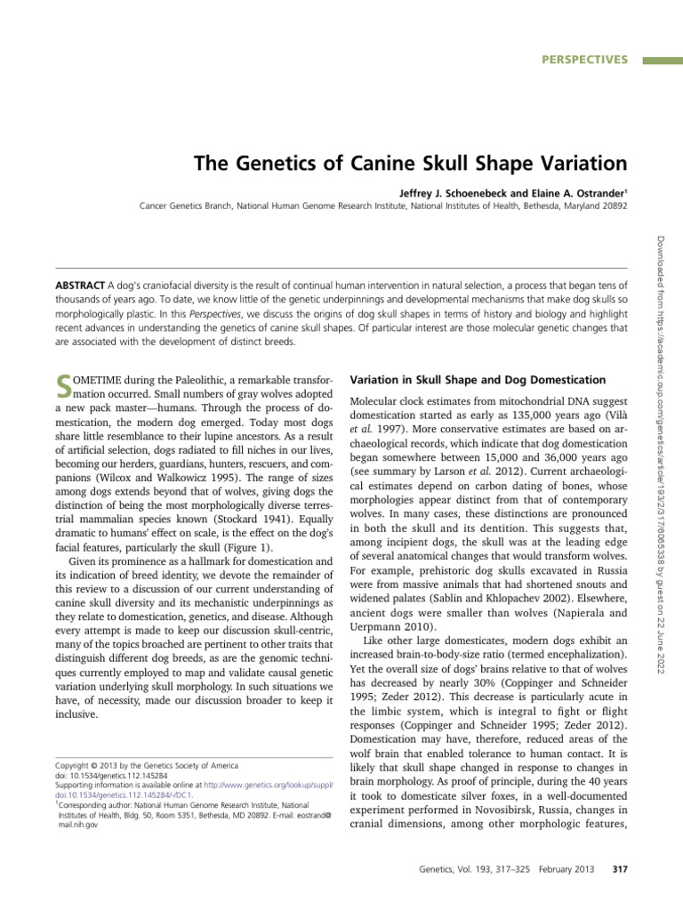The Genetics of Dog's Skulls Variations | PDF | Single Nucleotide ...