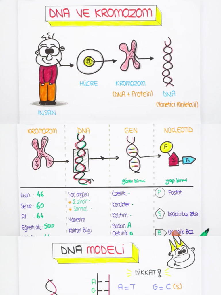 DNA Ve Genetik Kod | PDF