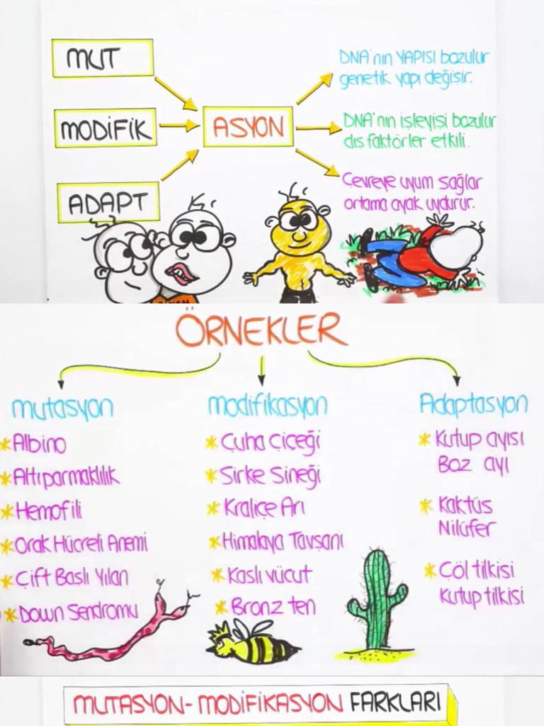 Mutasyon, Modifikasyon, Adaptasyon | PDF