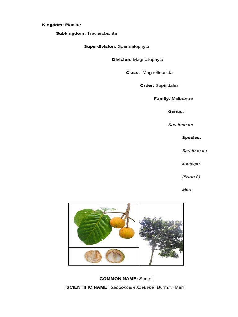 Santol | PDF | Seed | Trees
