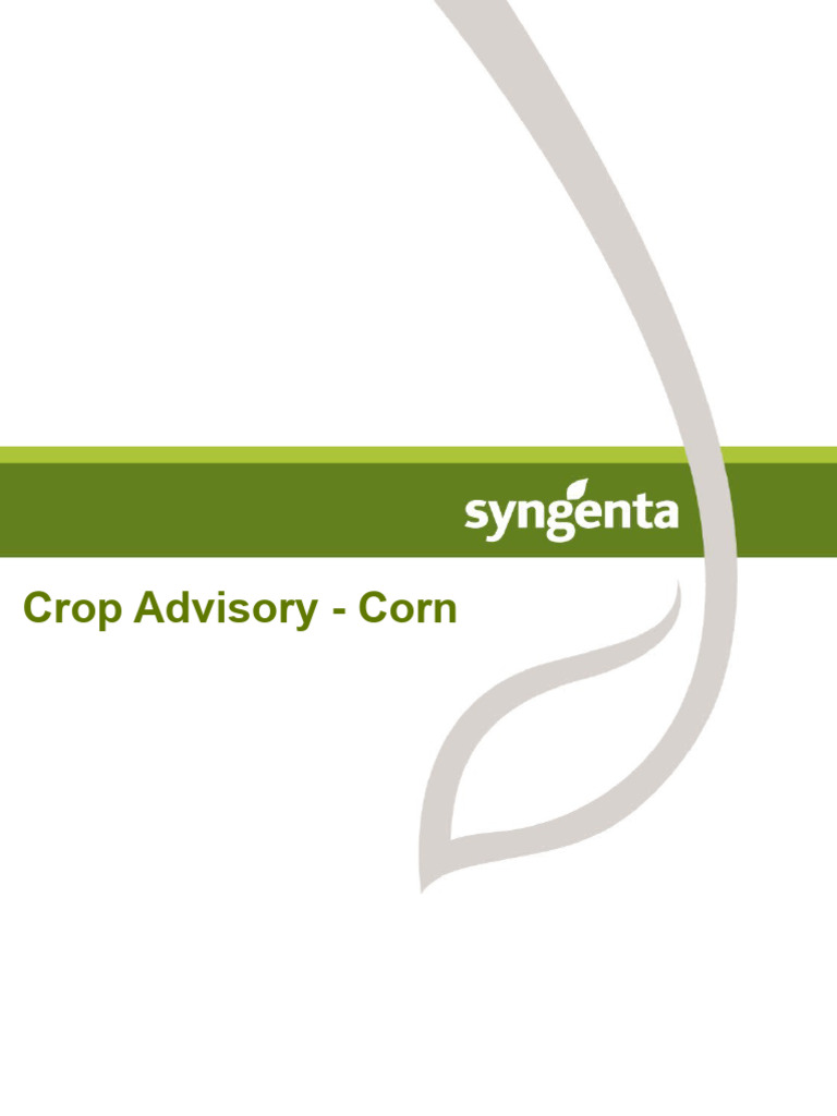 Crop Advisory - Corn | PDF | Herbicide | Maize