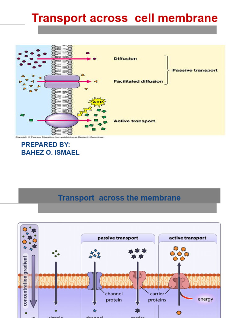 Cell Membrane | PDF | Diffusion | Physical Sciences
