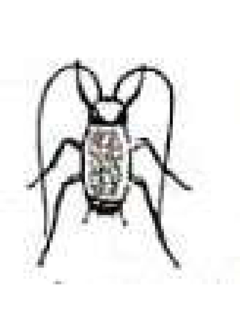Cockroach | PDF