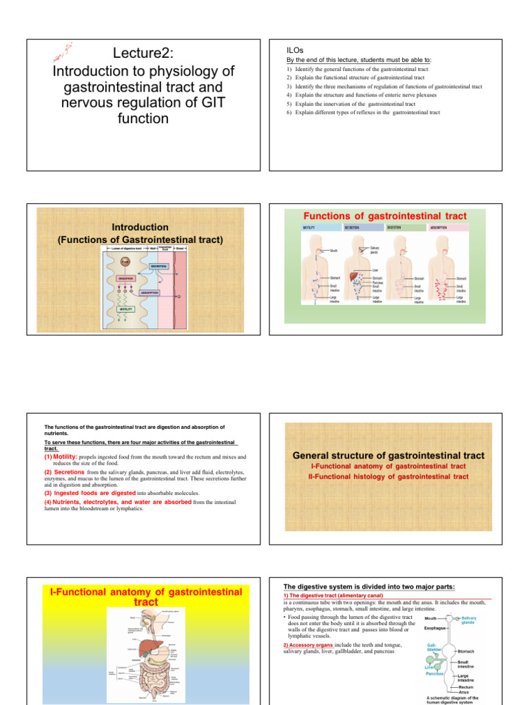 GIT Mid Physio by Drmohammed Saleh - 240201 - 015137 | PDF | Saliva | Animal Anatomy