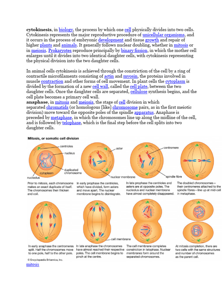 Cytokinesis | PDF | Meiosis | Mitosis