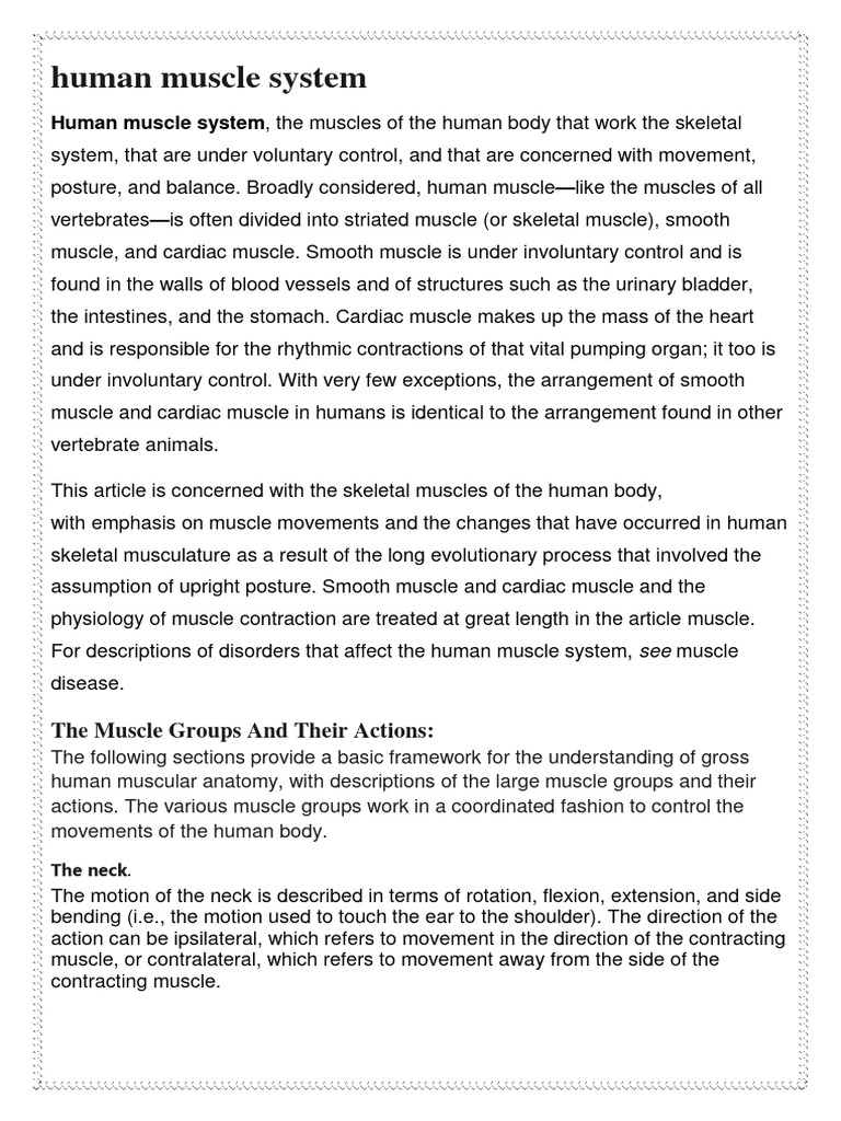 Human Muscle System | Download Free PDF | Anatomical Terms Of Motion ...