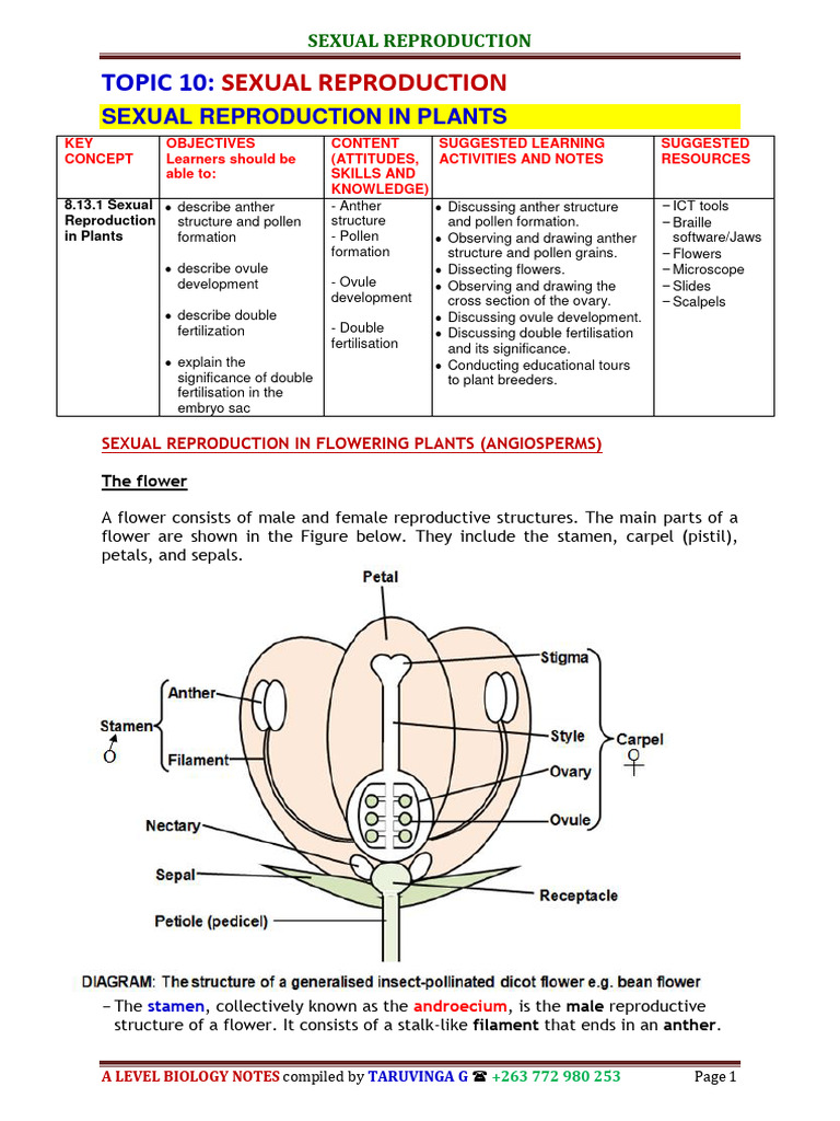 Sexual Reproduction in Plants Explained | PDF | Flowers | Pollination