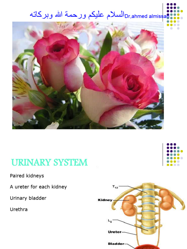4 Urinary System | PDF | Urinary Incontinence | Kidney