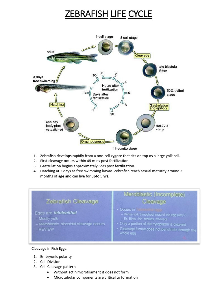 Zerafish Life Cycle | PDF