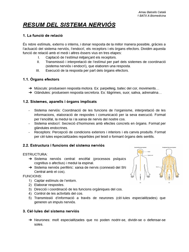 EL SISTEMA NERVIÓS | PDF