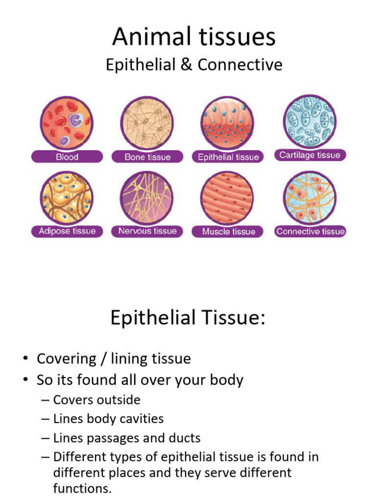 Animal Tissue | PDF