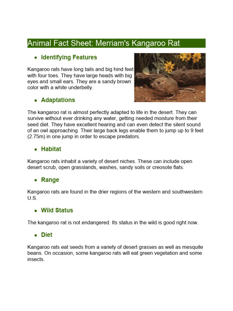 Merriam's Kangaroo Rat Fact Sheet | PDF | Cooking, Food & Wine | Home ...