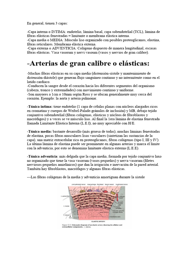 Arteria Elástica y Muscular | PDF | Artería | Músculo esquelético