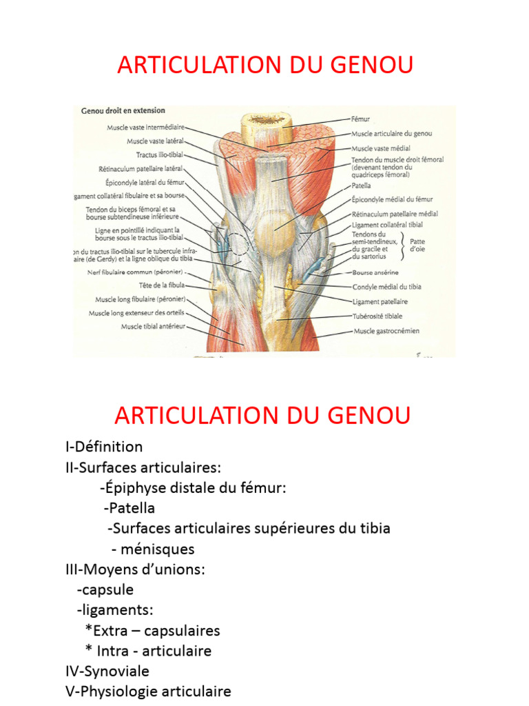 Articulation Genou | PDF