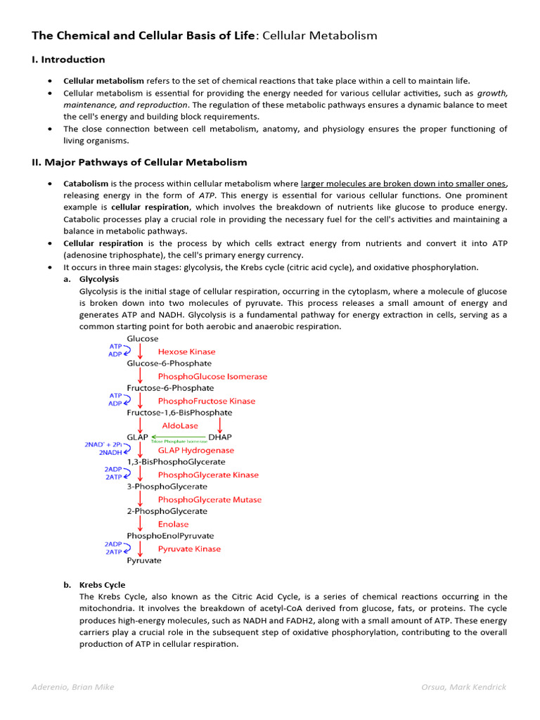 Cellular Metabolism | PDF