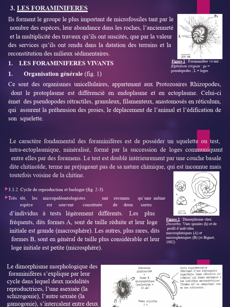 Définition et écologie des foraminifères | PDF