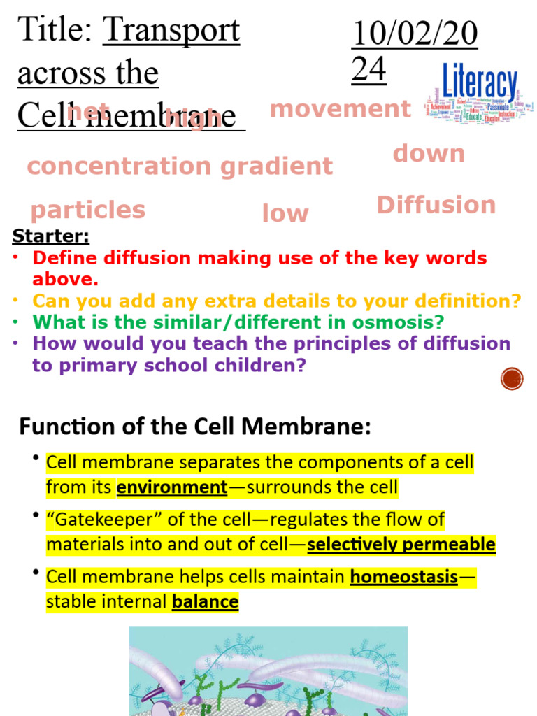 Cell Membrane Transport Explained | PDF | Cell Membrane | Osmosis