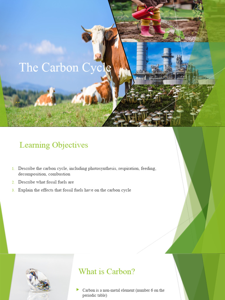 The Carbon Cycle | PDF | Fuels | Carbon