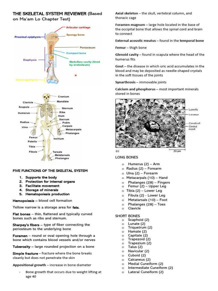 The Skeletal System Reviewer | PDF | Bone | Vertebral Column