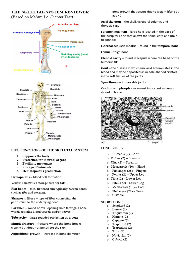 The Skeletal System Reviewer | PDF | Bone | Vertebral Column