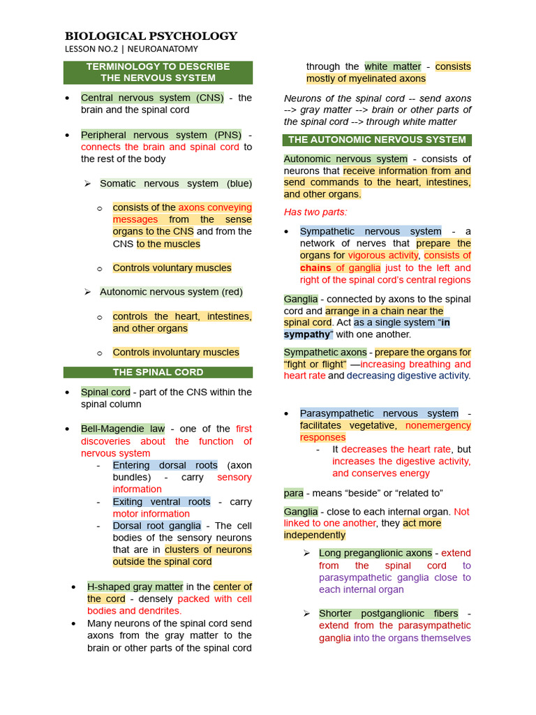 Biopsych Neuroanatomy | Download Free PDF | Nervous System | Autonomic ...