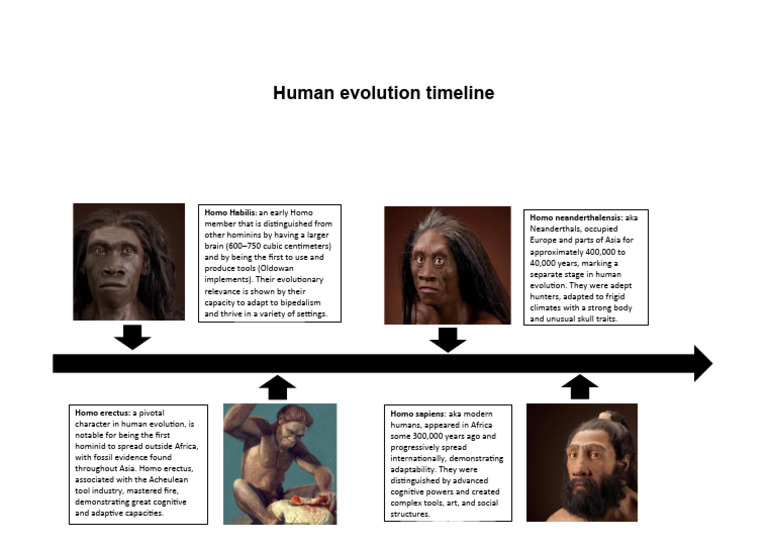 Human Evolution Timeline: Homo Habilis Homo Neanderthalensis: Aka | PDF ...