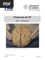 Cours L2 Les Hemispheres Cerebraux 2024 | PDF | Cortex cérébral | Cerveau