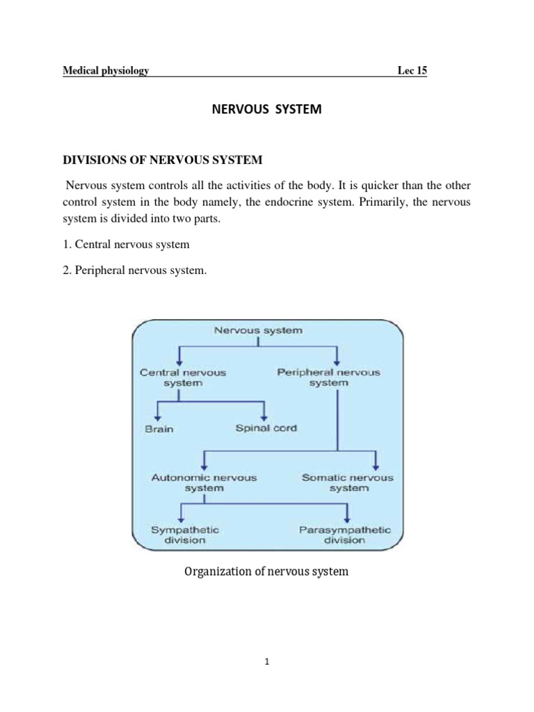 Nervous System | PDF | Chemical Synapse | Neuron