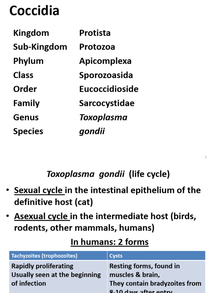 Para Handout - Coccidia - Toxoplasma | PDF | Causes Of Death | Epidemiology