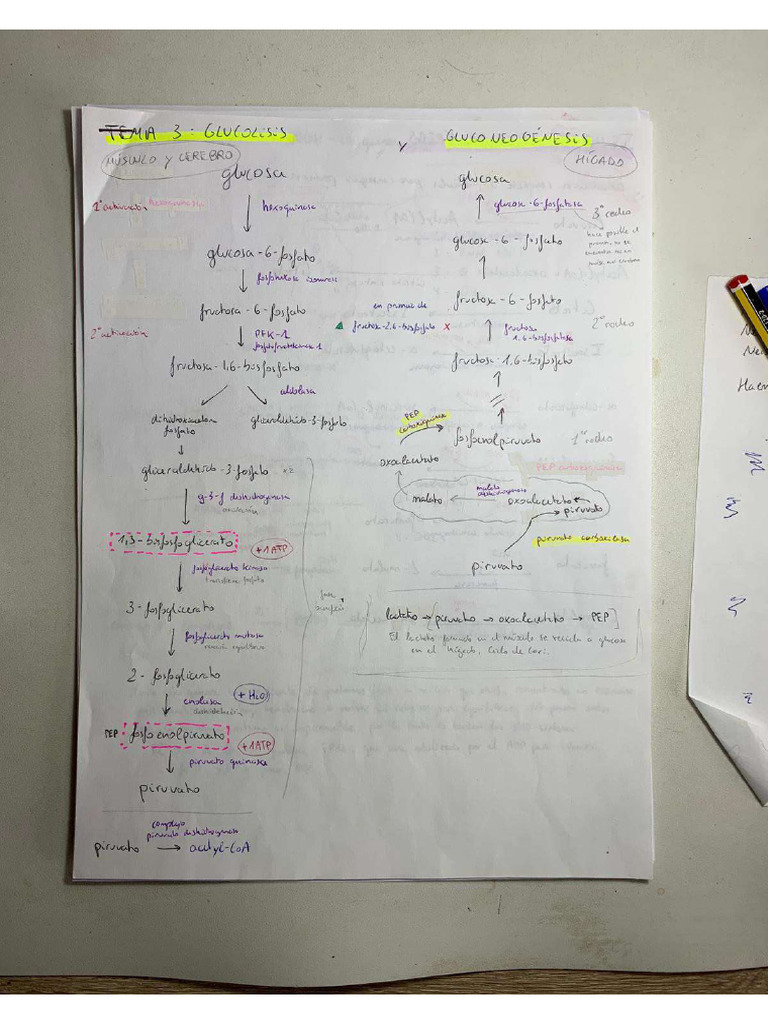 Esquema T3 Glucolisis y Gluconeogenesis | PDF